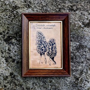 Pen and Ink Morel Mushroom Print 5x7 Vintage -like Science Diagram ...