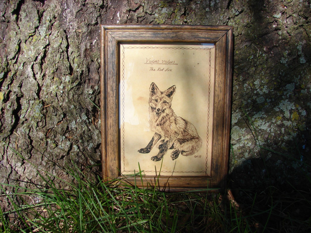 Pen and Ink Red Fox Print 5x7 Vintage -like Science Diagram Picture - Etsy
