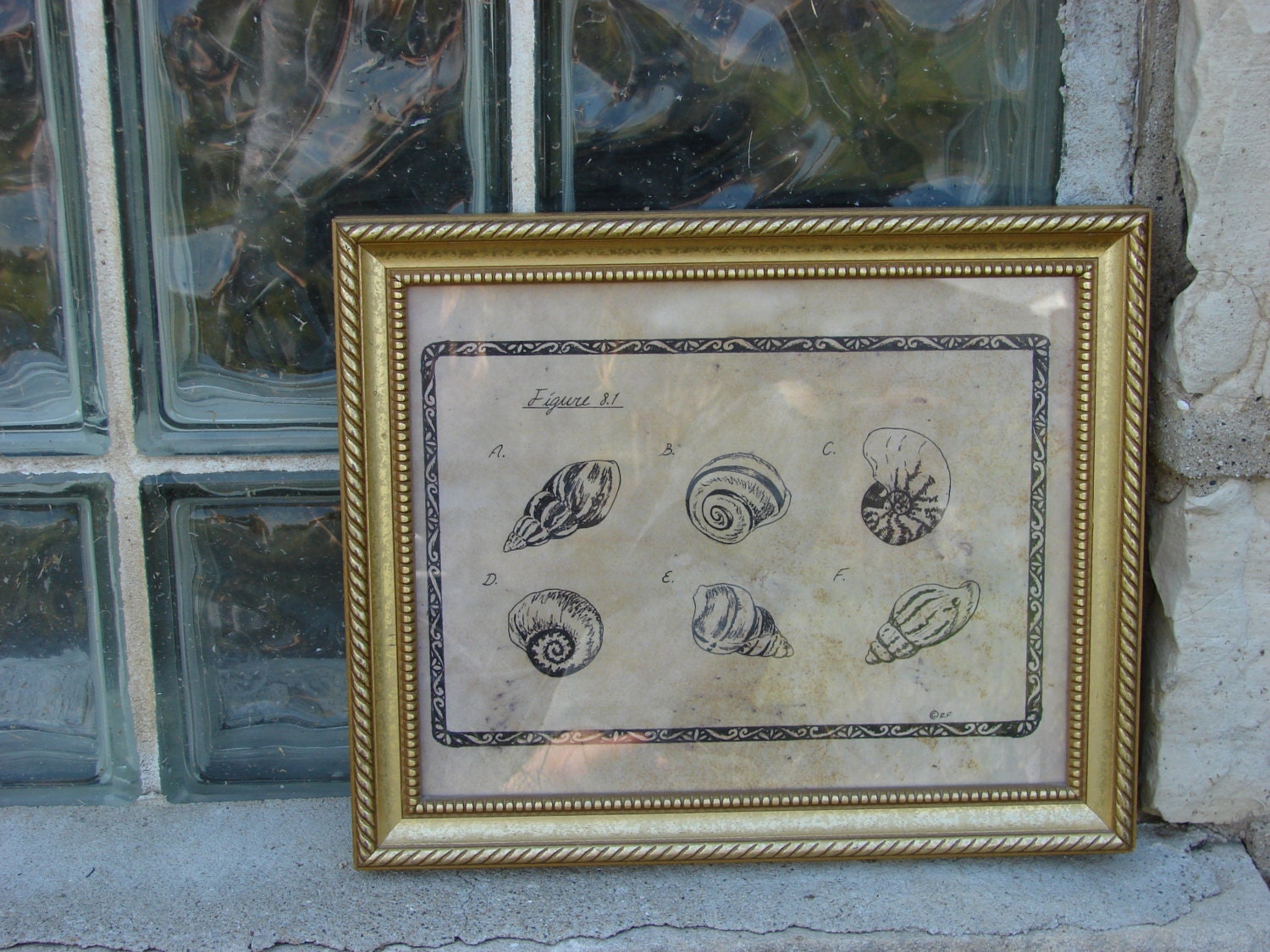 Pen and Ink Shell Diagram Drawing Print 8x10 Vintage like Sea - Etsy