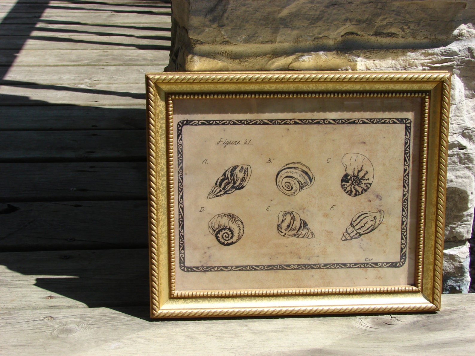 Pen and Ink Shell Diagram Drawing Print 8x10 Vintage -like Sea Shore ...