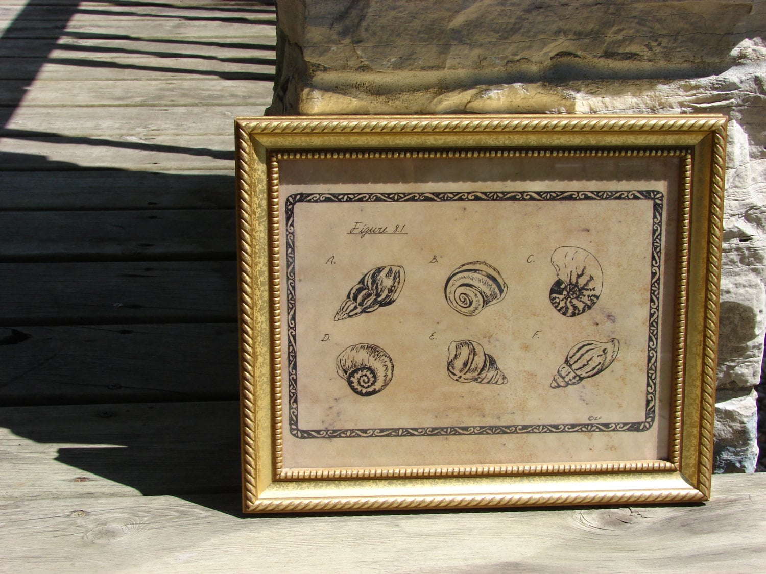 Pen and Ink Shell Diagram Drawing Print 8x10 Vintage like Sea - Etsy