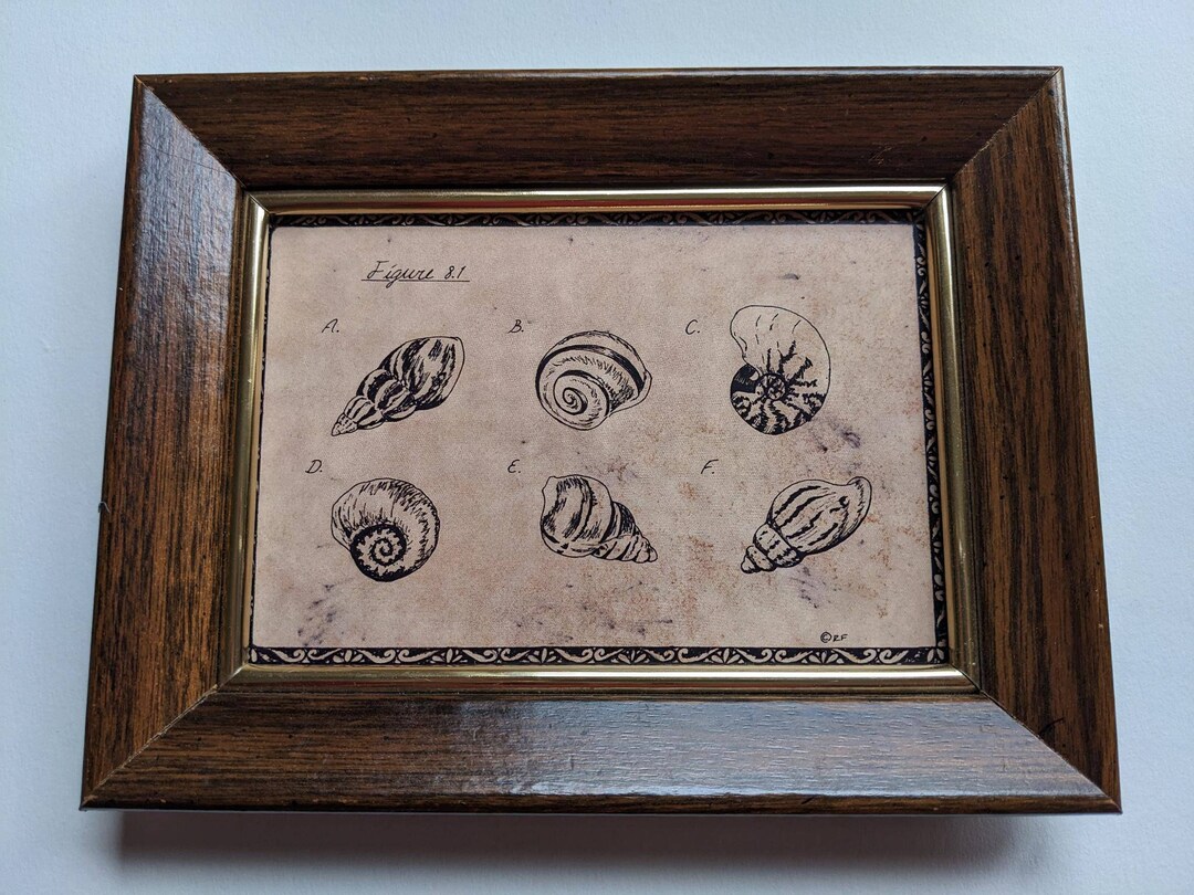 Pen and Ink Shell Diagram Drawing Print 5x7 Vintage -like Sea Shore ...