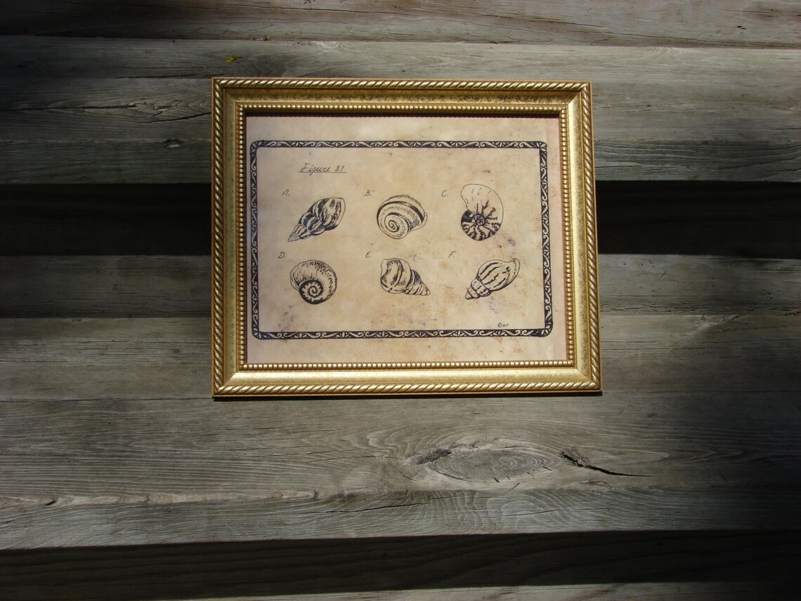 Pen and Ink Shell Diagram Drawing Print 8x10 Vintage like Sea - Etsy