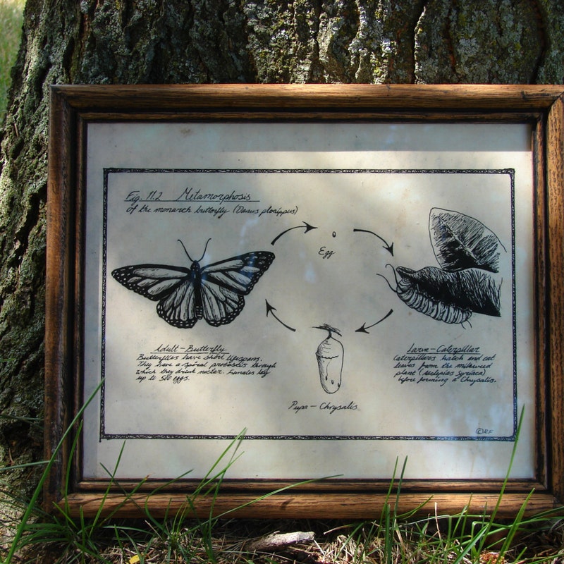 Ink Butterfly - Etsy
