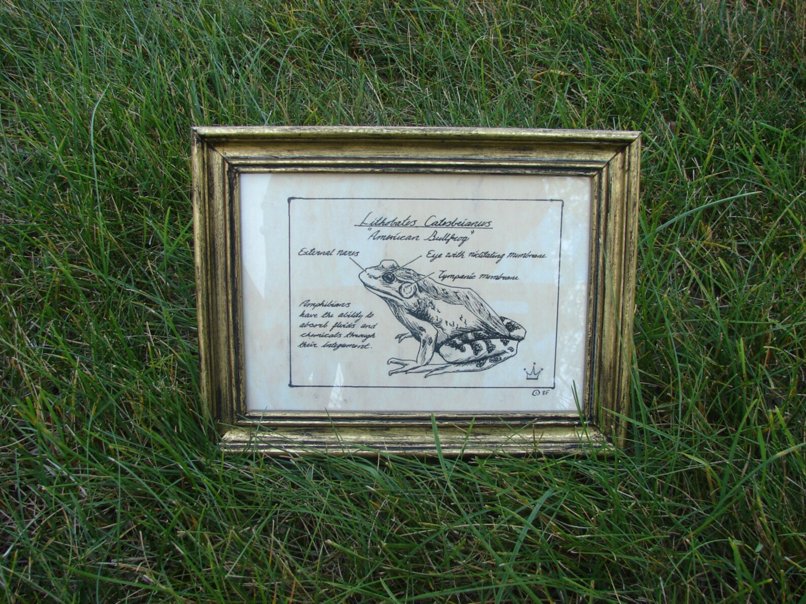 Pen and Ink American Bullfrog Frog Print 5x7 Vintage -like Science ...