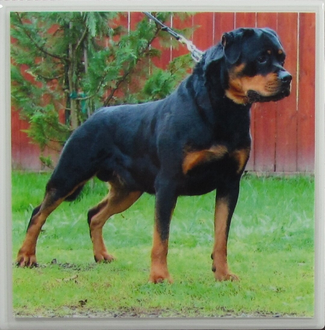 Ceramic Tile Coaster - Championship Dogs - Set of 4 (buy 2 Sets - Get 1 ...