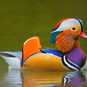 Tile Coasters - Ducks - Set of 4 - (buy 2 Sets - Get 1 Set Free ...