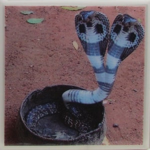 Tile Coaster - Snakes - Set of 4 - (buy 2 Sets - Get 1 Set Free ...