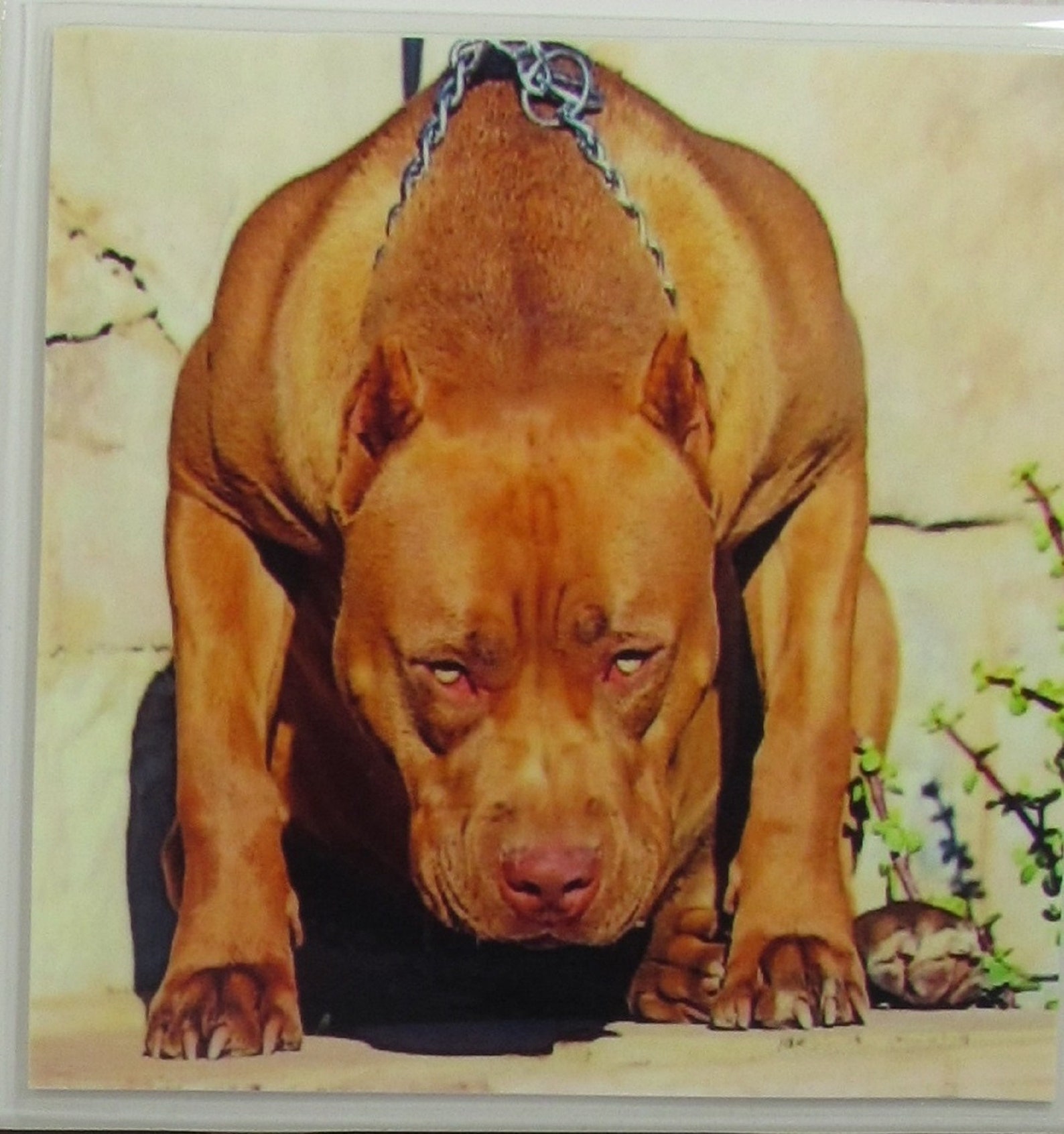 Tile Coaster - Championship Dogs - Set of 4 (buy 2 Sets - Get 1 Set ...