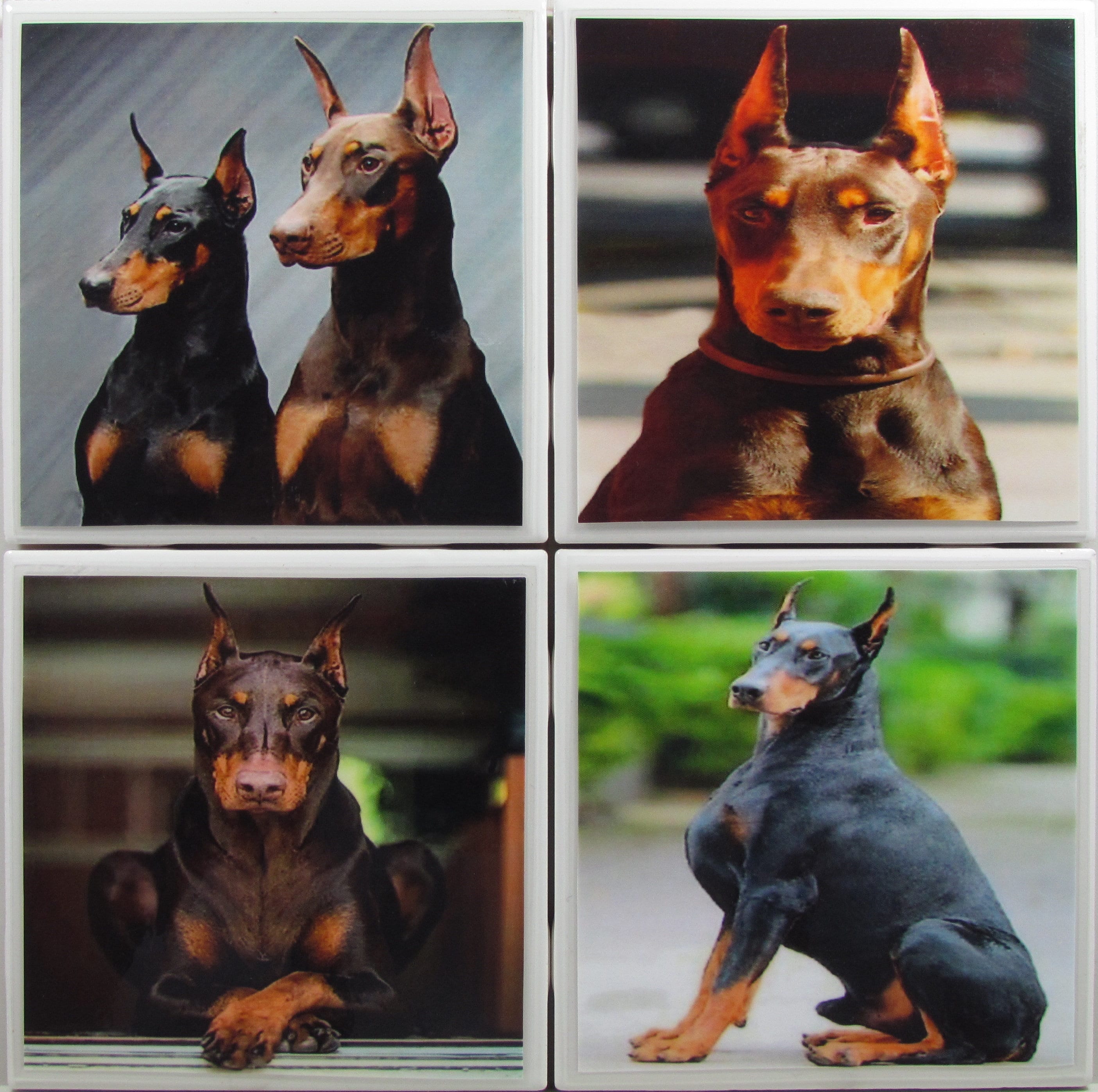 Tile Coaster - Championship Dogs - Set of 4 (buy 2 Sets - Get 1 Set ...