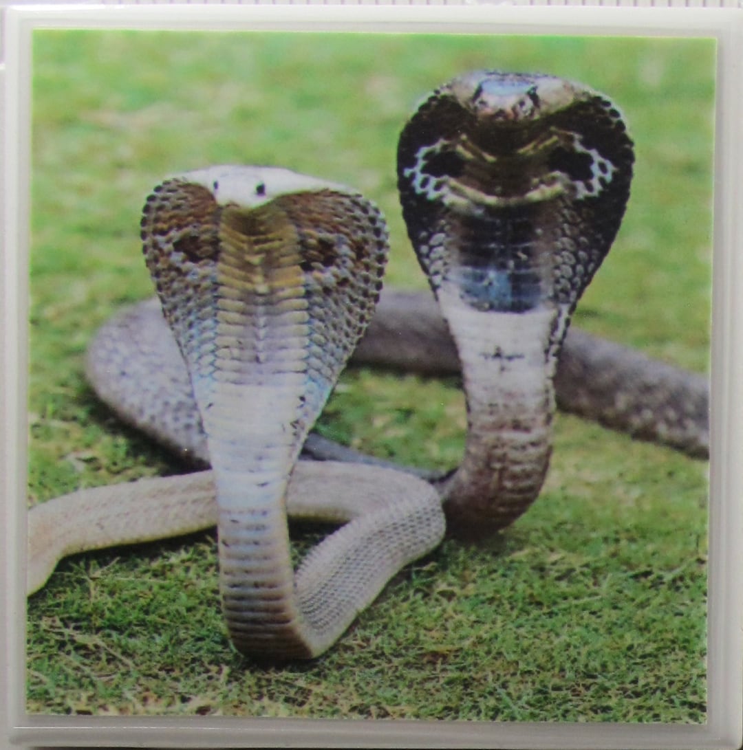 Tile Coaster - Snakes - Set of 4 - (buy 2 Sets - Get 1 Set Free ...