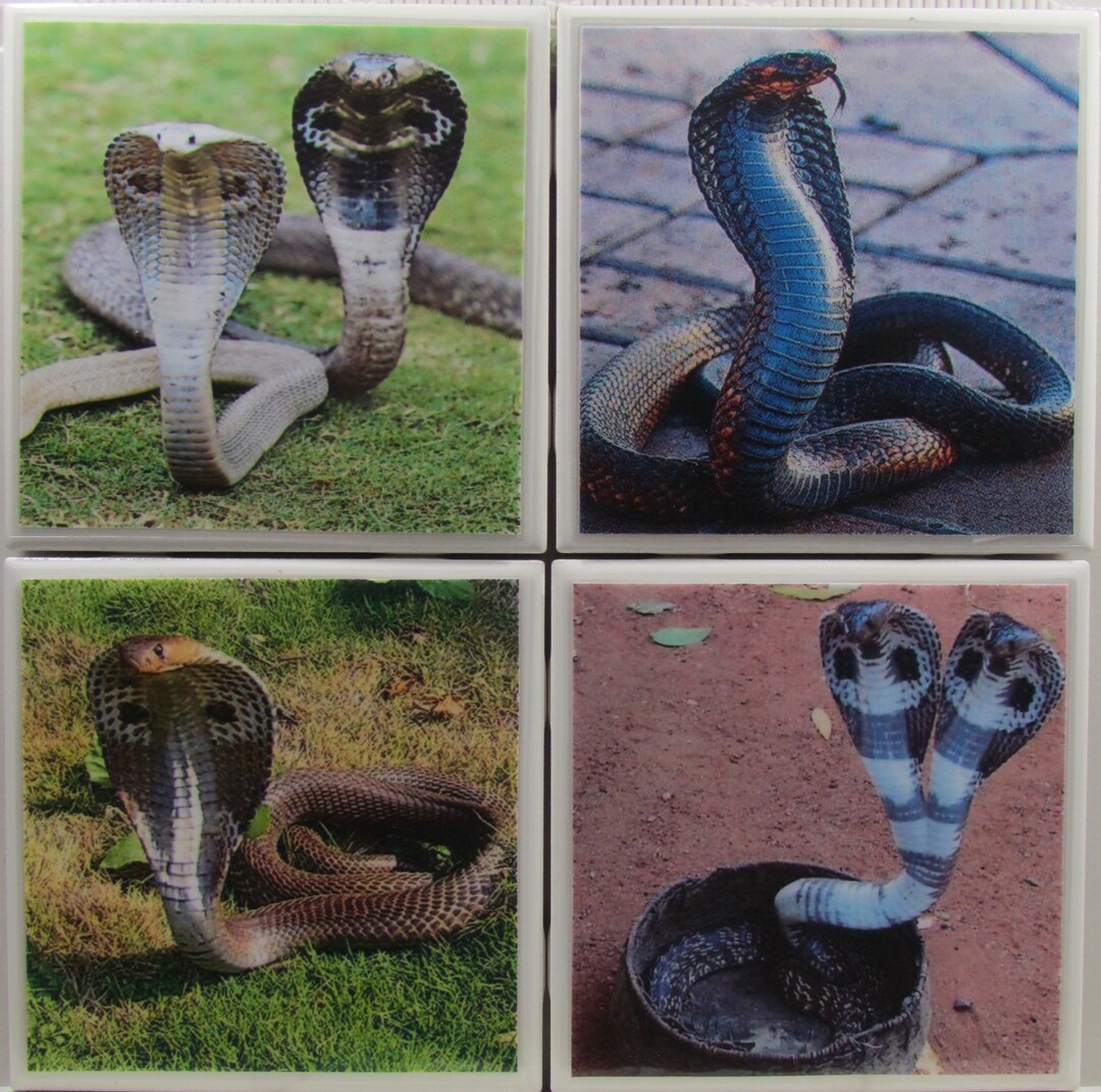 Tile Coaster Snakes Set of 4 buy 2 Sets Get 1 Set Free Coaster Set ...