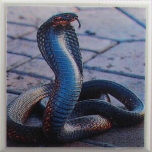 Tile Coaster - Snakes - Set of 4 - (buy 2 Sets - Get 1 Set Free ...