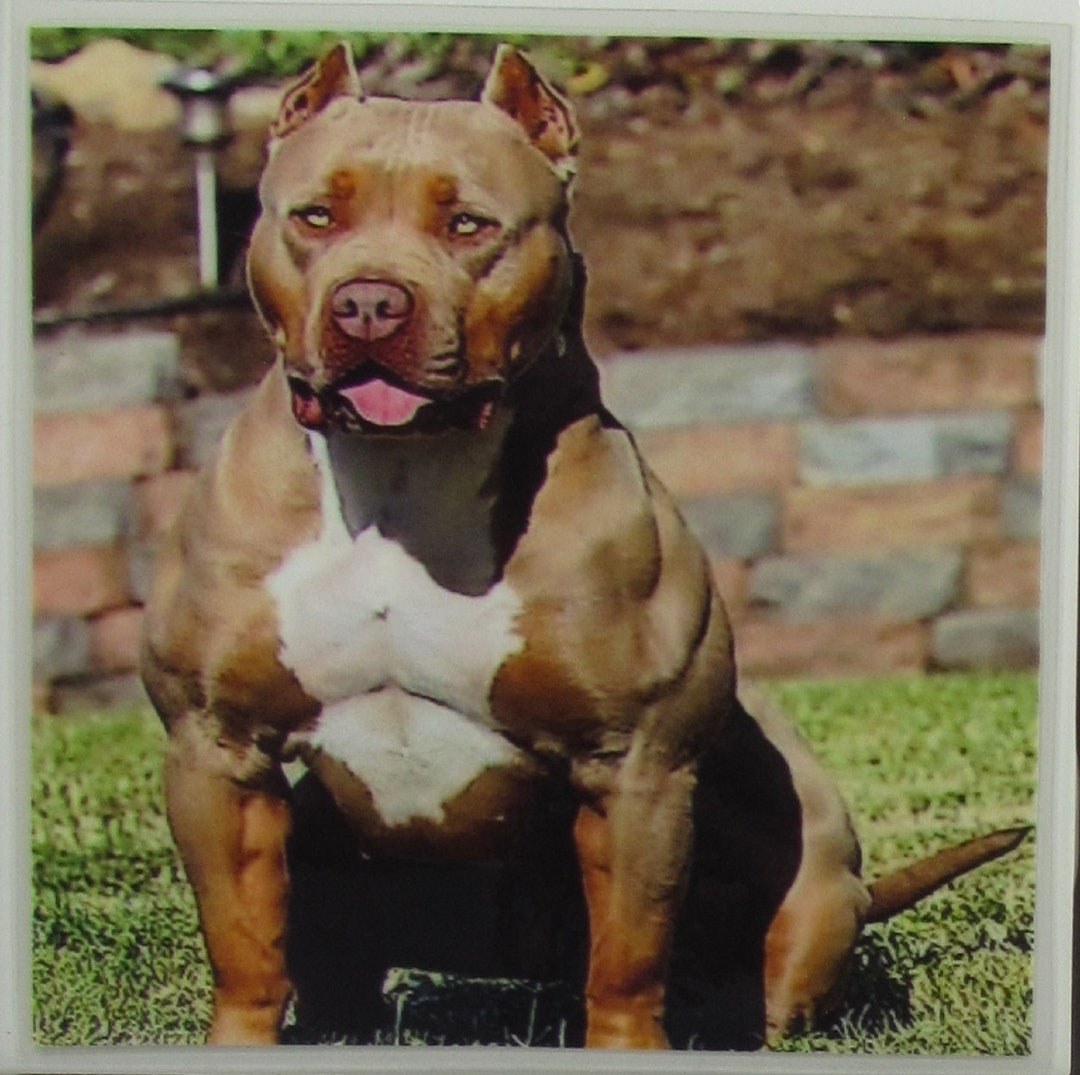 Tile Coaster - Championship Dogs - Set of 4 (buy 2 Sets - Get 1 Set ...