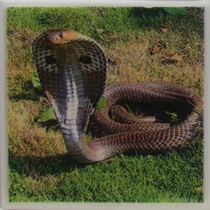 Tile Coaster - Snakes - Set of 4 - (buy 2 Sets - Get 1 Set Free ...