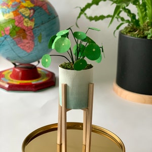 Chinese Money Plant Mini Paper Plant Sculpture in a Glass | Etsy