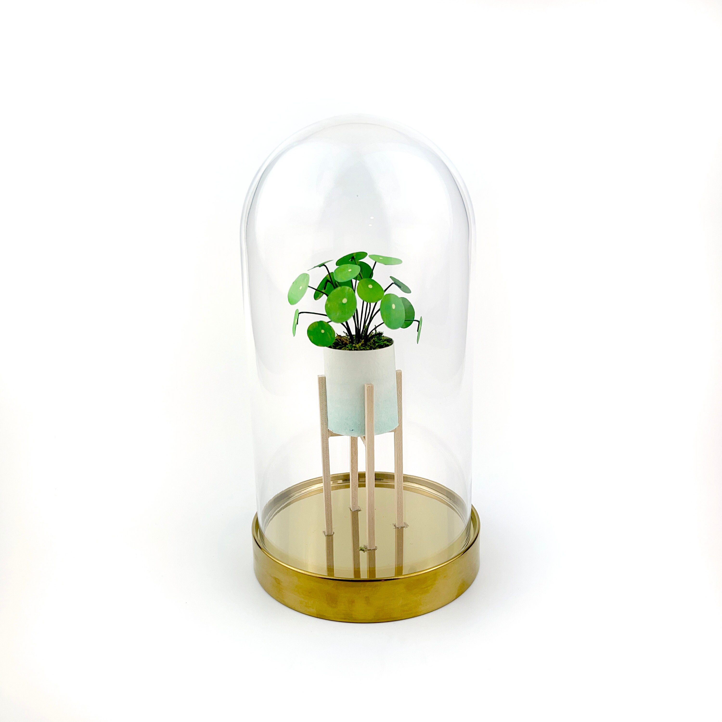 Chinese Money Plant Mini Paper Plant Sculpture in a Glass Dome With ...