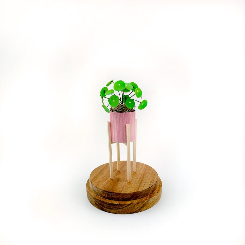 Chinese Money Plant Mini Paper Plant Sculpture in a Glass Dome With ...