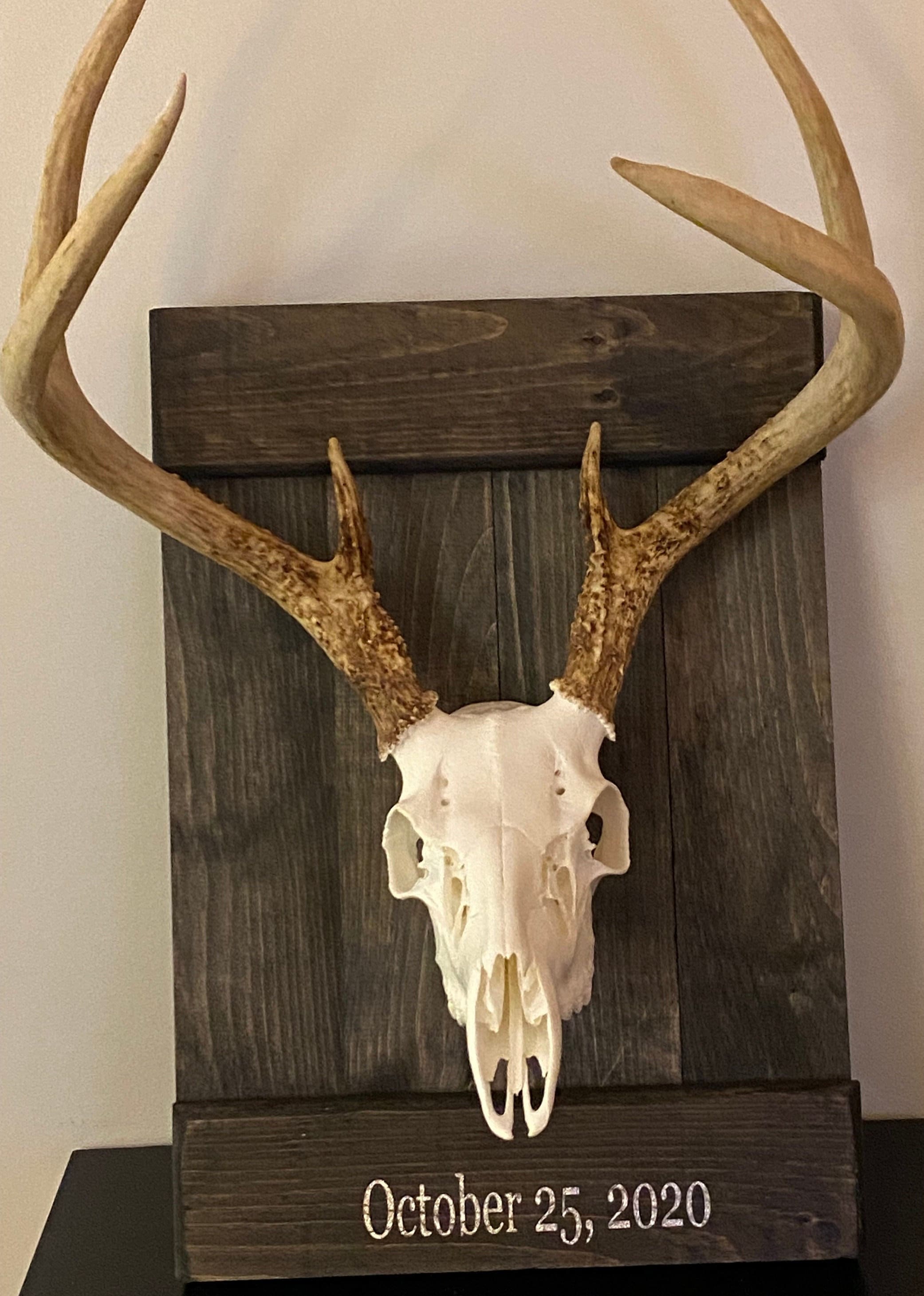 European Elk Mount Plaque