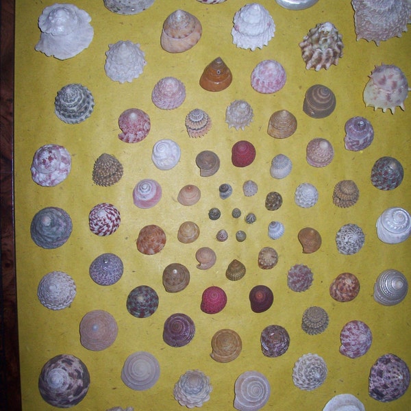 Seashell Collection - Etsy