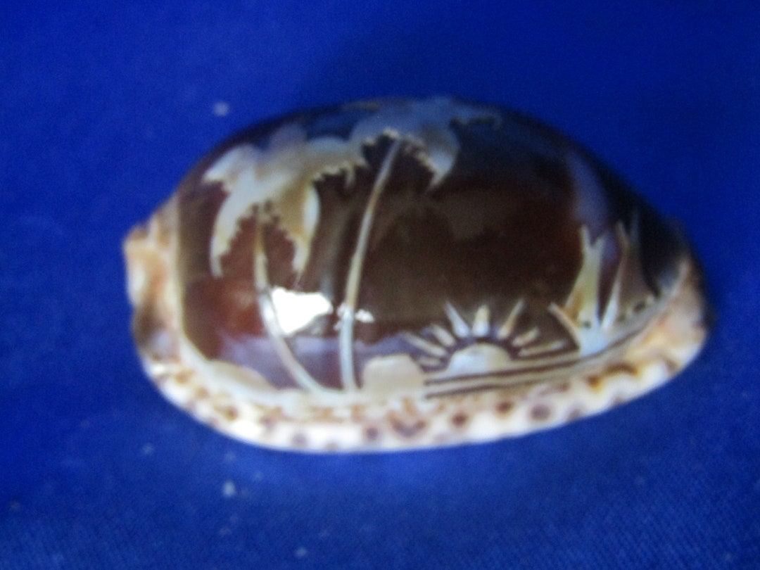 Collectable Carved Cowrie Shell 2 Palm Trees Sunset and - Etsy