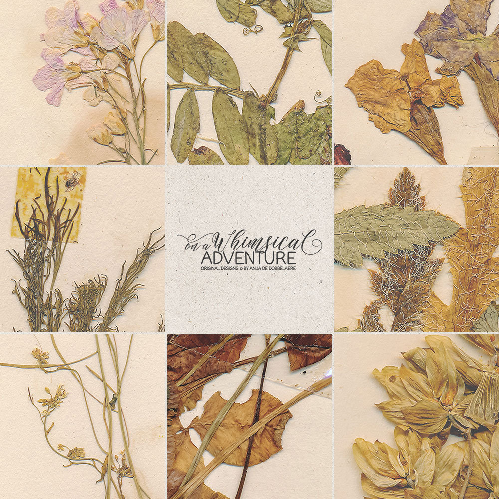 Pressed Plants Herbarium Album Dried Flowers Digital | Etsy