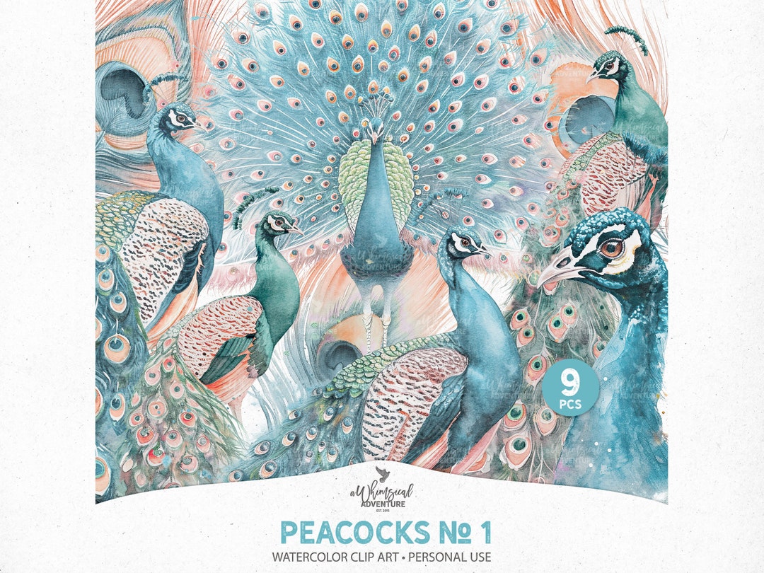 Pastel Watercolor Peacock Birds and Feathers Clipart PNG Files, Digital ...