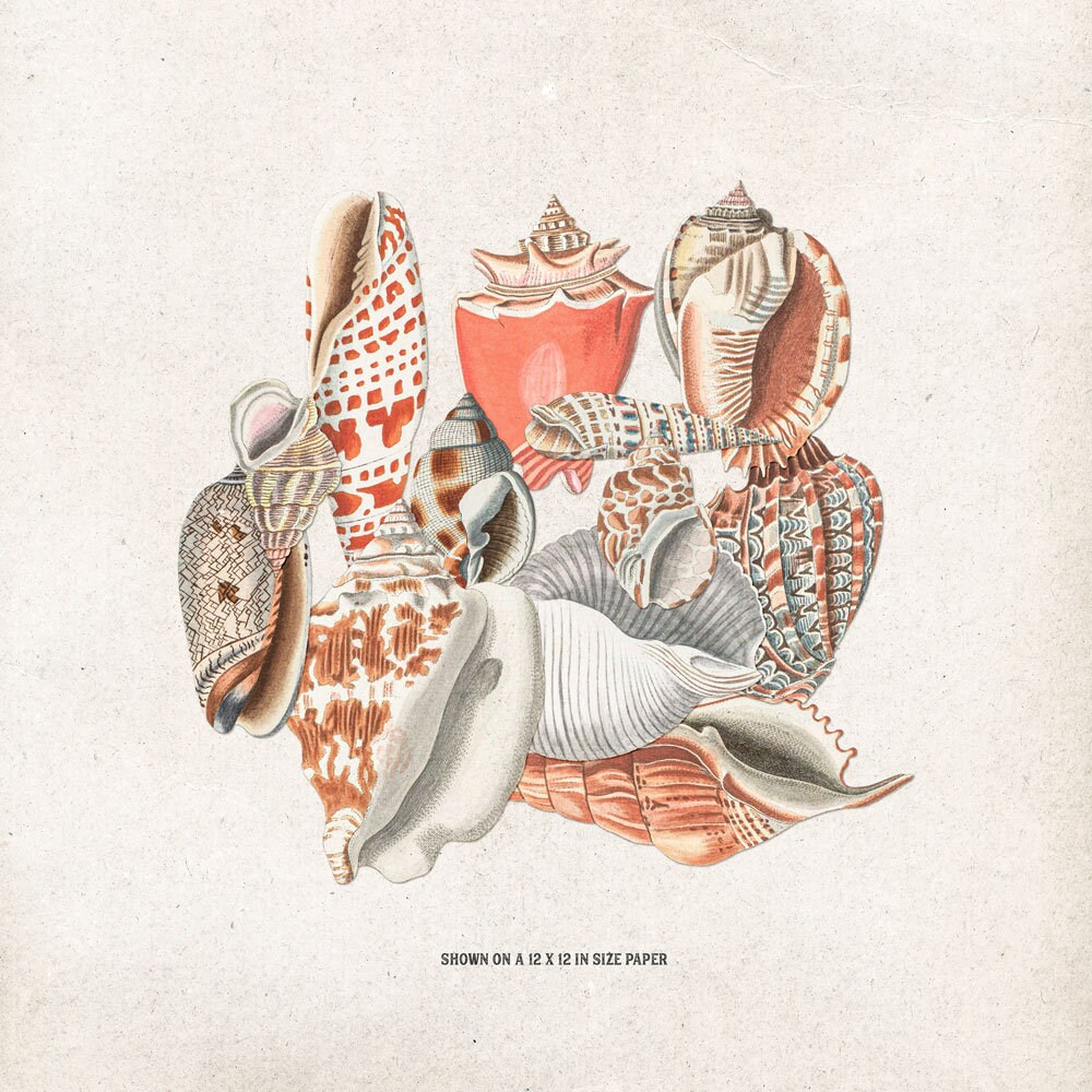 Antique Seashells Printable Vintage Shells Fussy Cut Images - Etsy