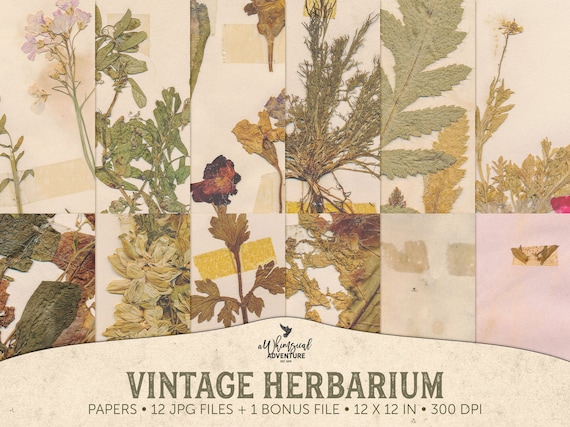 Pressed Plants Herbarium Album Dried Flowers Digital - Etsy