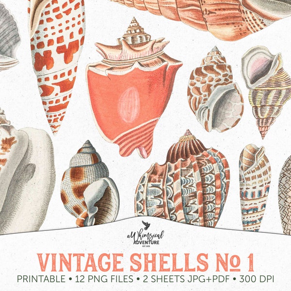 Vintage Seashell Art - Etsy