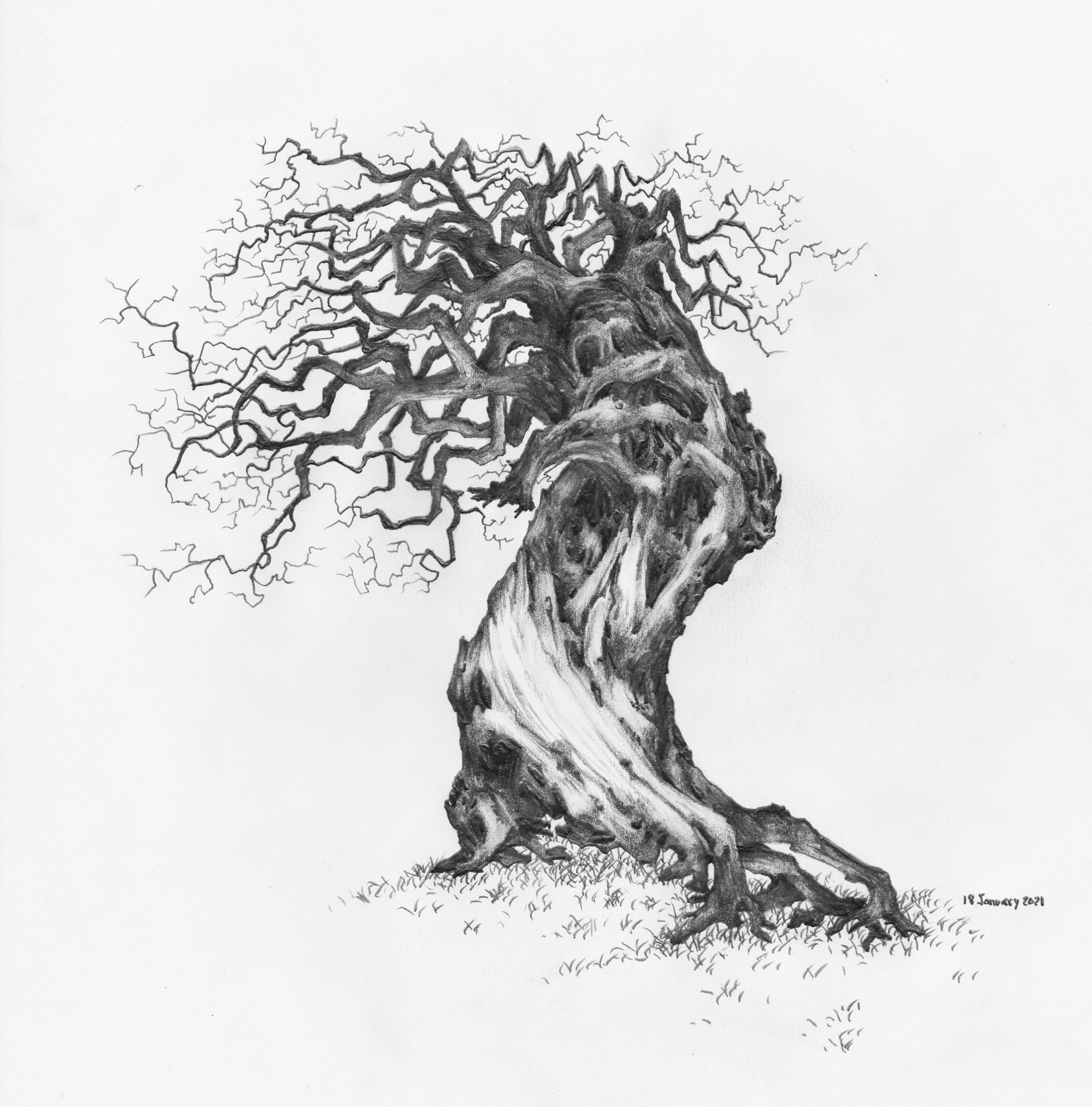 Beautiful Pencil Sketches Of Trees