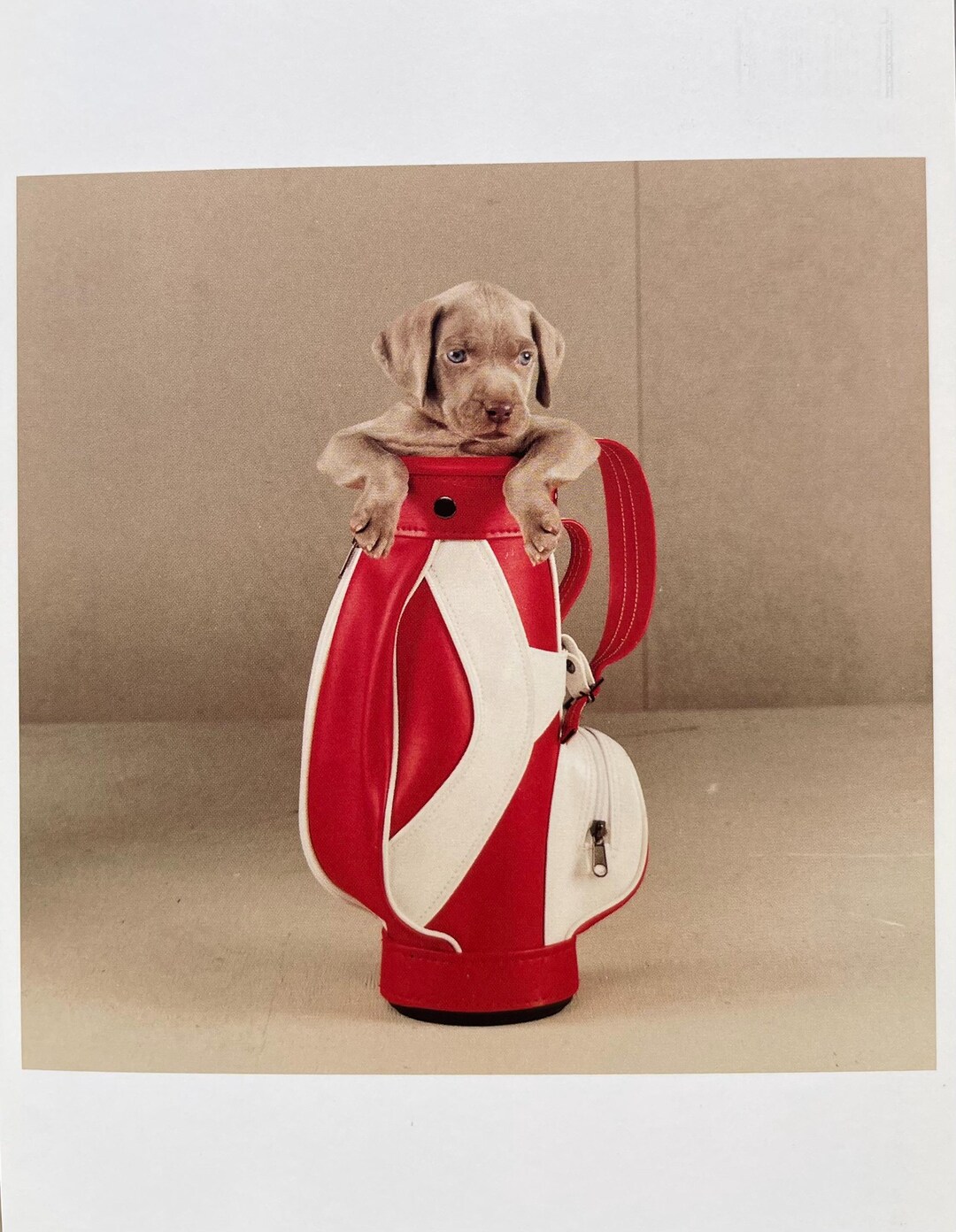 William Wegman Post Card, Weimaraner “golfy" 2001 Photograph by William ...