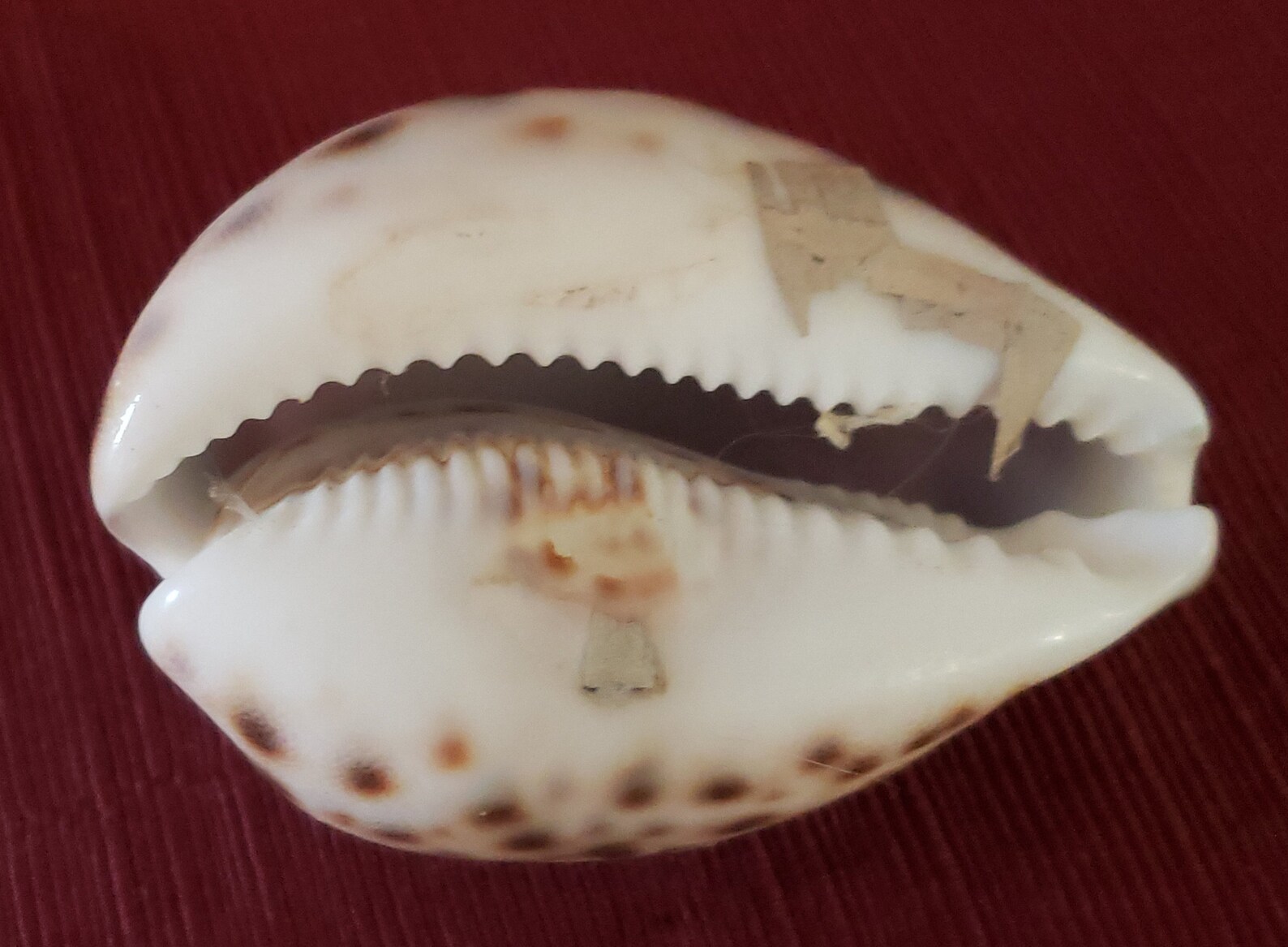 Vintage Tropical Etching Cowrie Sea Shell Featuring A Shore - Etsy