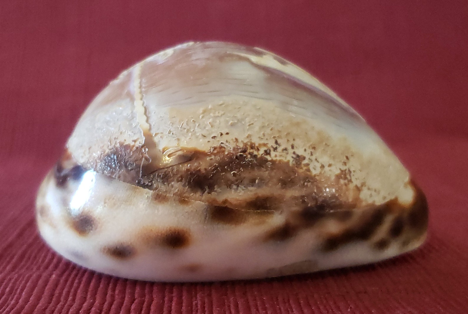 Vintage Tropical Etching Cowrie Sea Shell Featuring A Shore - Etsy