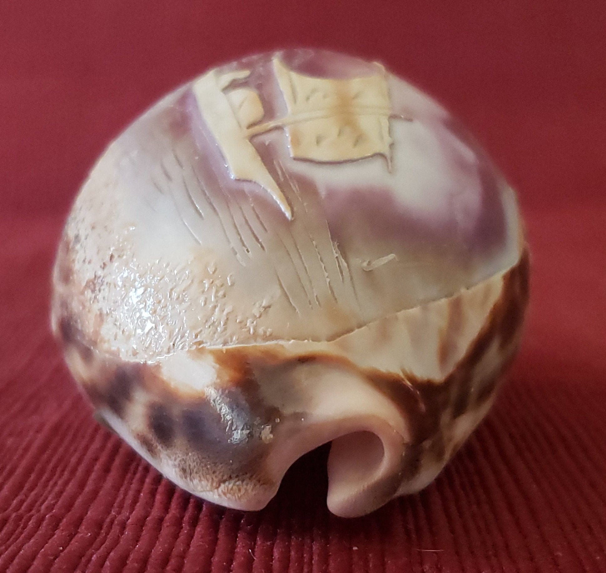 Vintage Tropical Etching Cowrie Sea Shell Featuring A Shore - Etsy