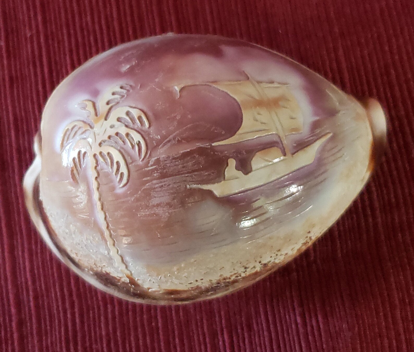 Vintage Tropical Etching Cowrie Sea Shell Featuring A Shore - Etsy