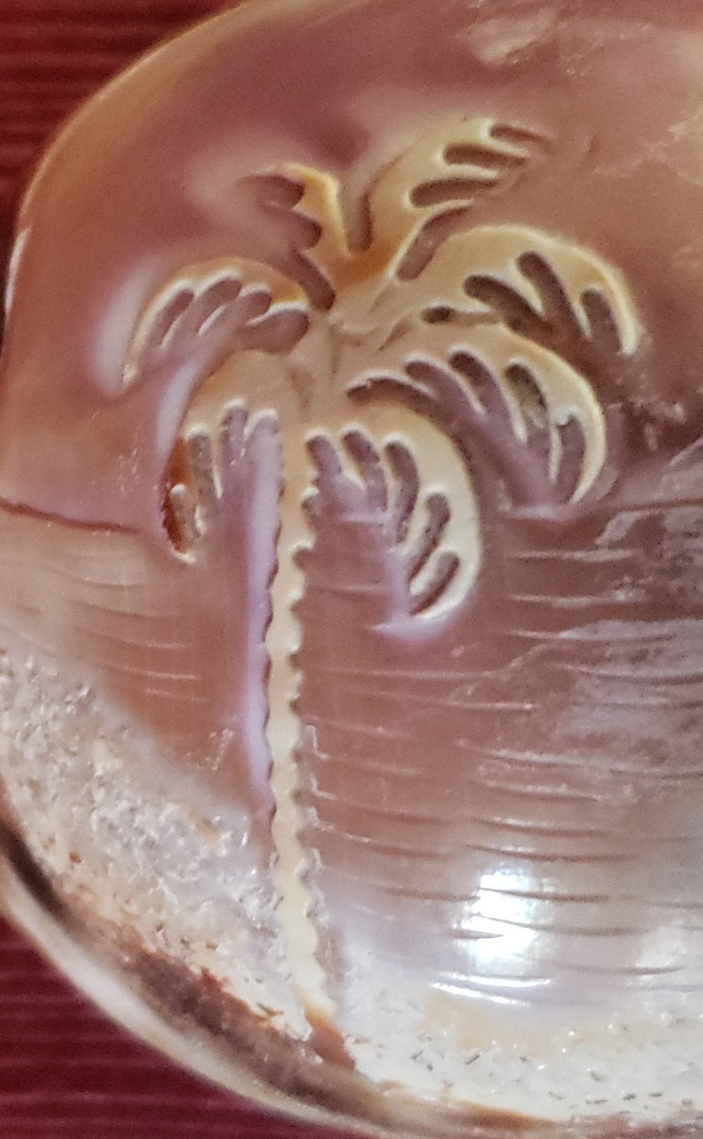 Vintage Tropical Etching Cowrie Sea Shell Featuring A Shore - Etsy