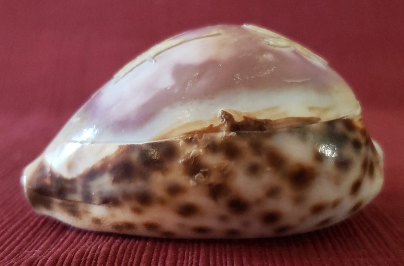 Vintage Tropical Etching Cowrie Sea Shell Featuring A Shore - Etsy