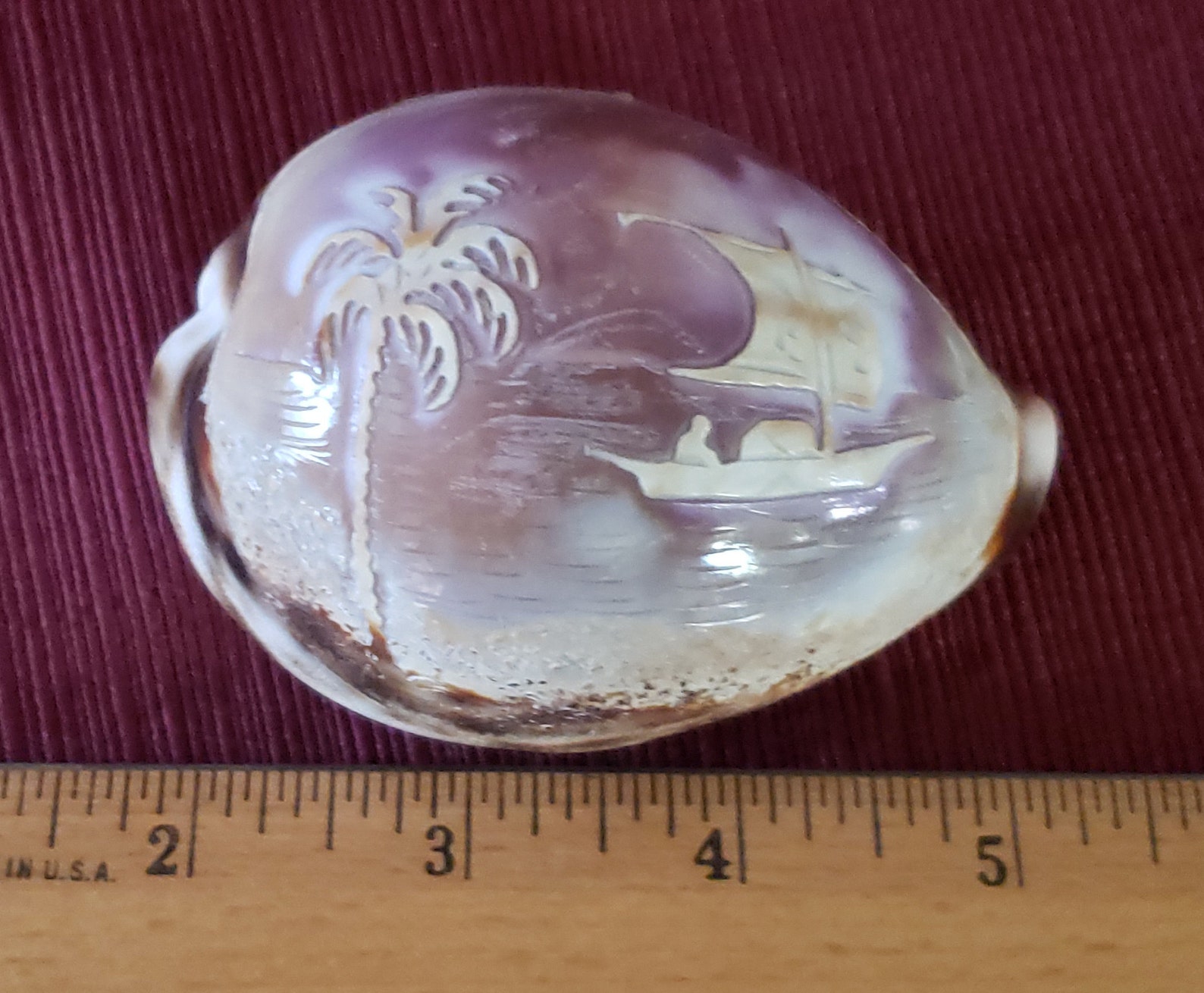 Vintage Tropical Etching Cowrie Sea Shell Featuring A Shore - Etsy