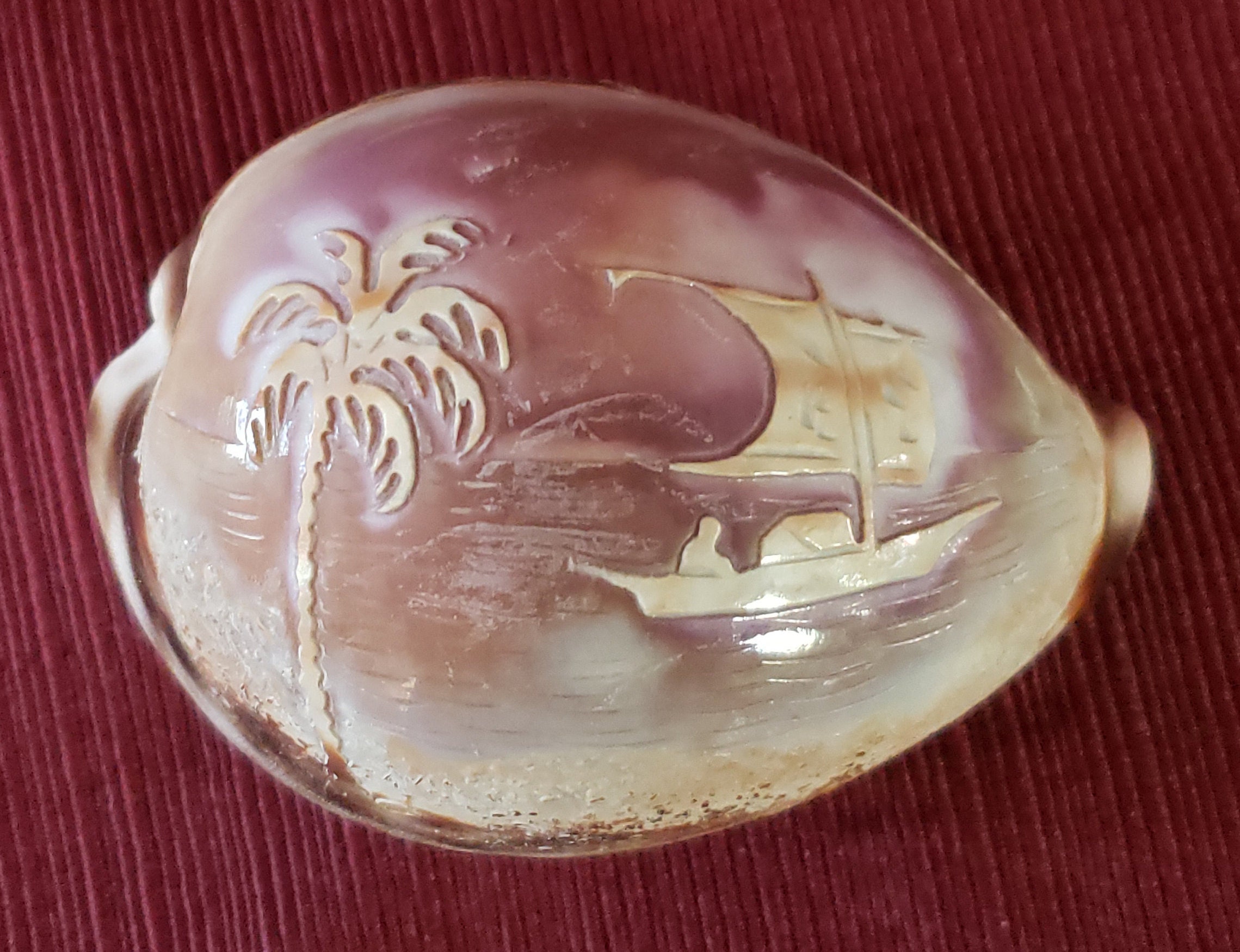 Vintage Tropical Etching Cowrie Sea Shell Featuring A Shore - Etsy