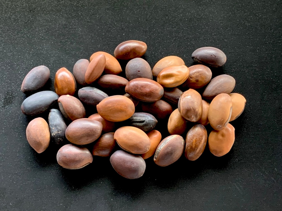 Bay Beans From Kauai Hawaii - AKA: Sea Beans, Peas, Coral Tree Seeds ...