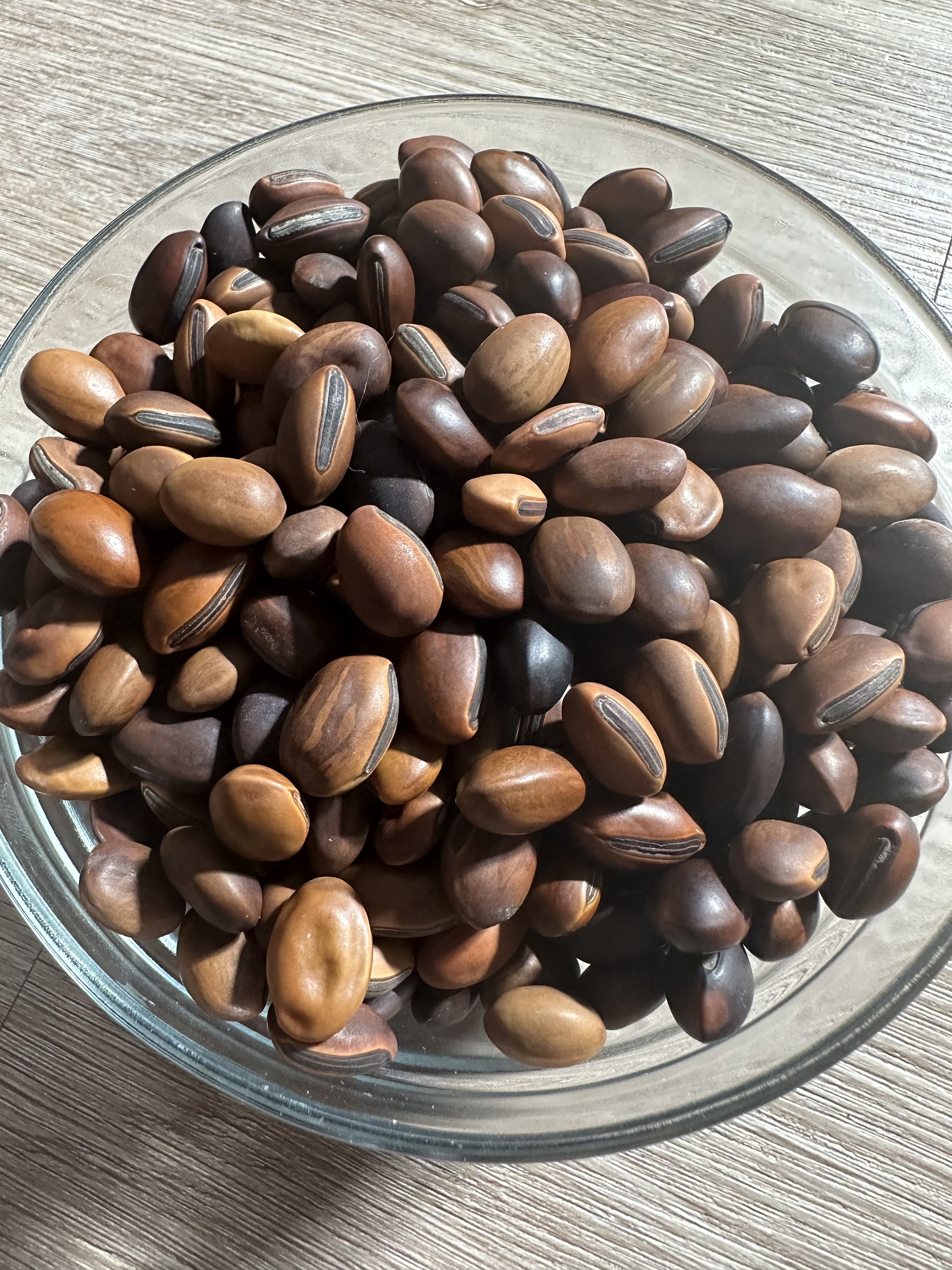 Bay Beans From Kauai Hawaii - AKA: Sea Beans, Peas, Coral Tree Seeds ...