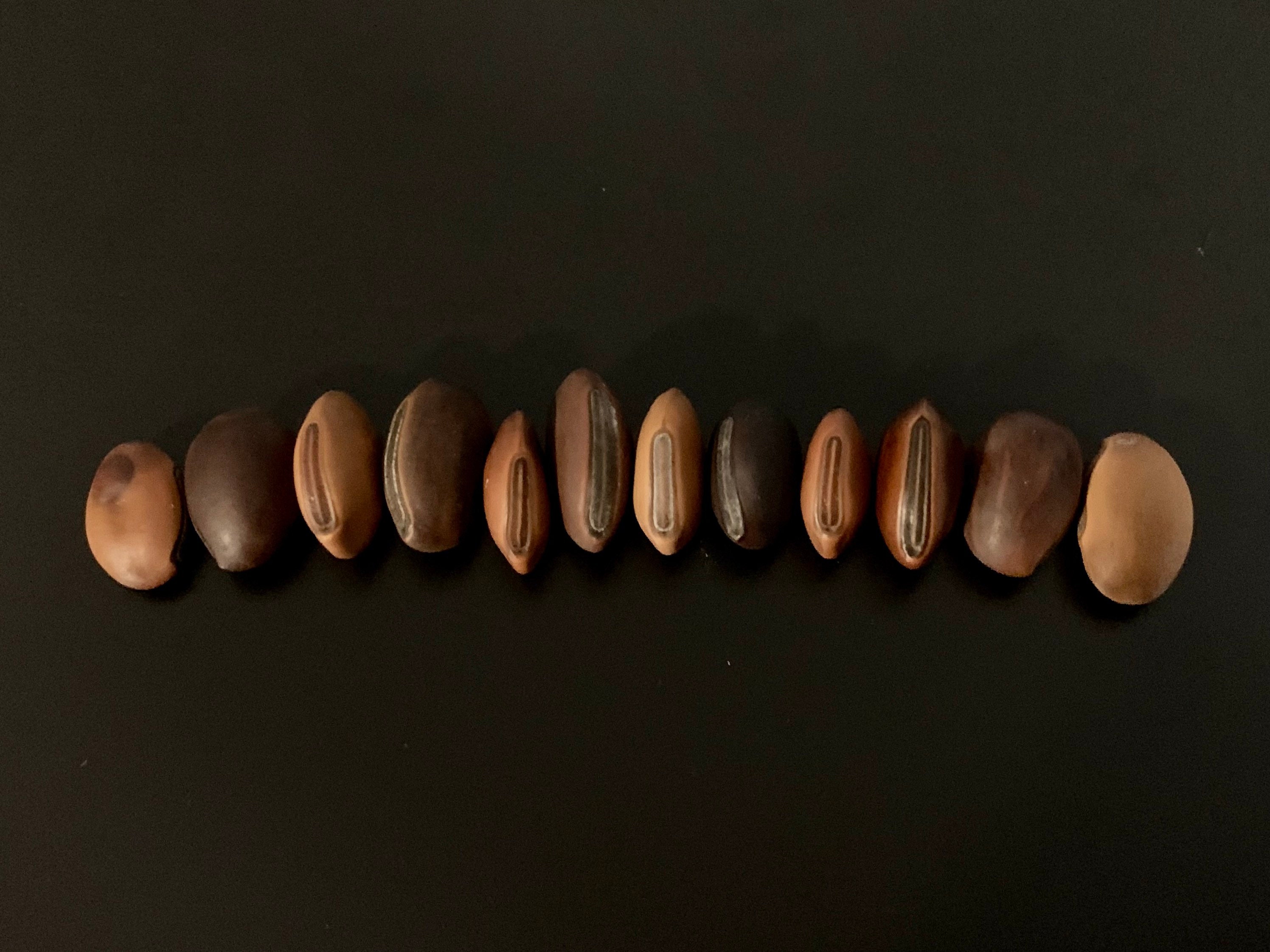 Bay Beans From Kauai Hawaii - AKA: Sea Beans, Peas, Coral Tree Seeds ...