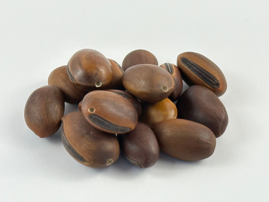 Bay Beans From Kauai Hawaii, Pre-drilled Beads - Sea Beans, Peas, Coral ...