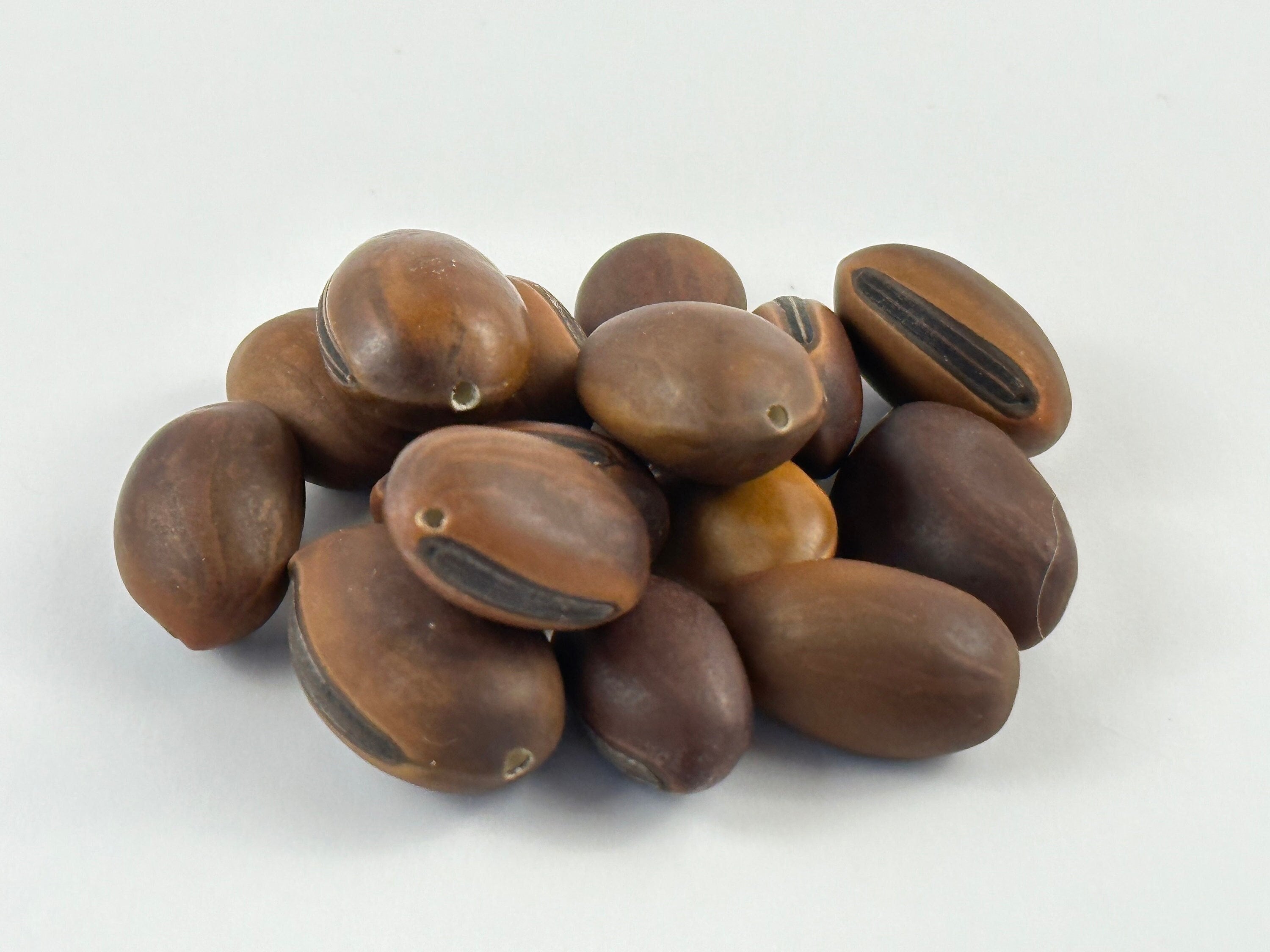 Bay Beans From Kauai Hawaii, Pre-drilled Beads - Sea Beans, Peas, Coral ...