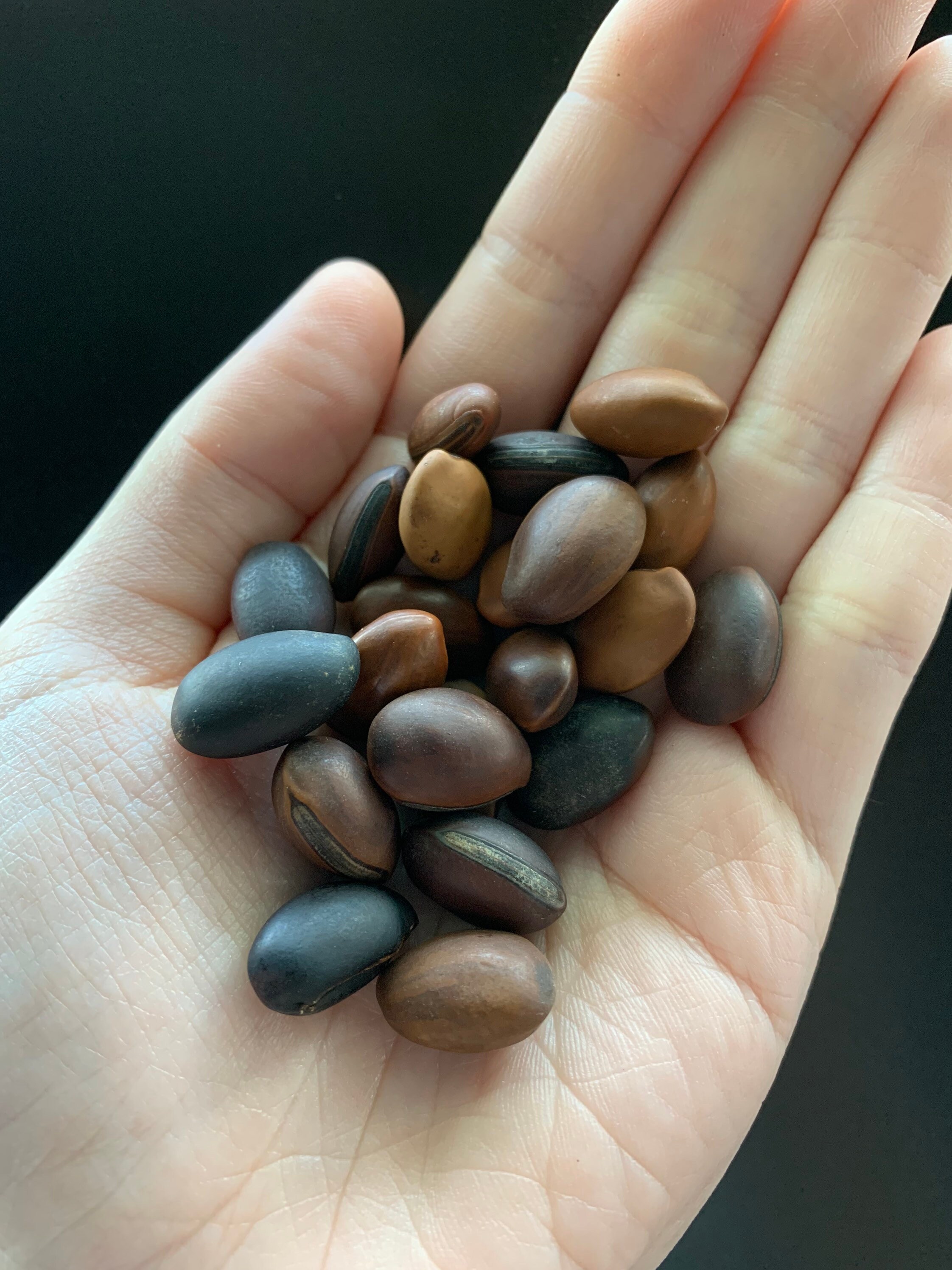 Bay Beans From Kauai Hawaii - AKA: Sea Beans, Peas, Coral Tree Seeds ...