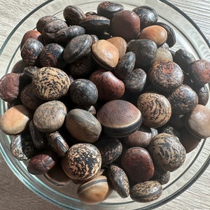 Sea Beans From Kauai Hawaii - AKA: Hamburger Sea Bean, Sea Purse ...