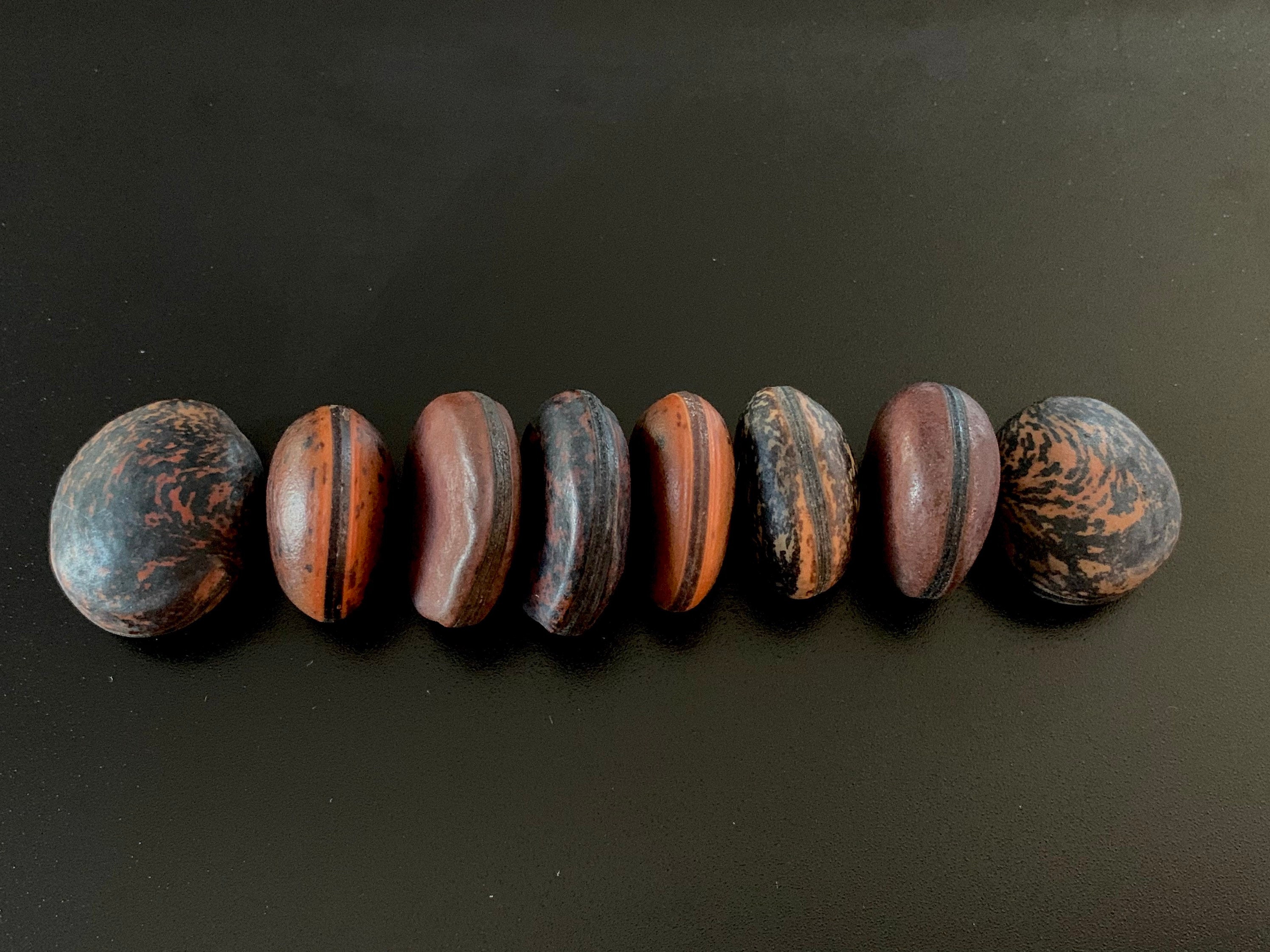 Sea Beans From Kauai Hawaii - AKA: Hamburger Sea Bean, Sea Purse ...