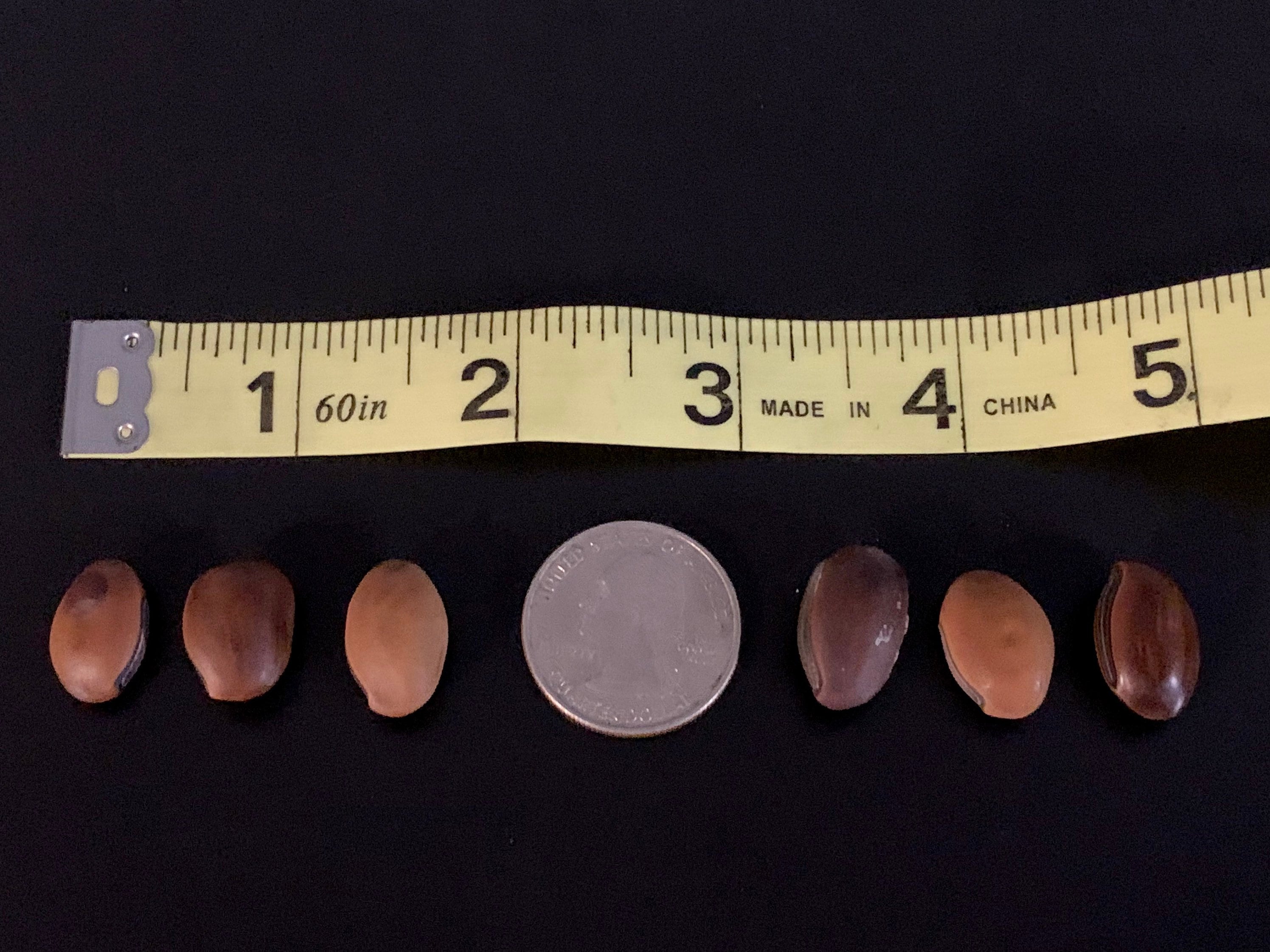 Bay Beans From Kauai Hawaii - AKA: Sea Beans, Peas, Coral Tree Seeds ...