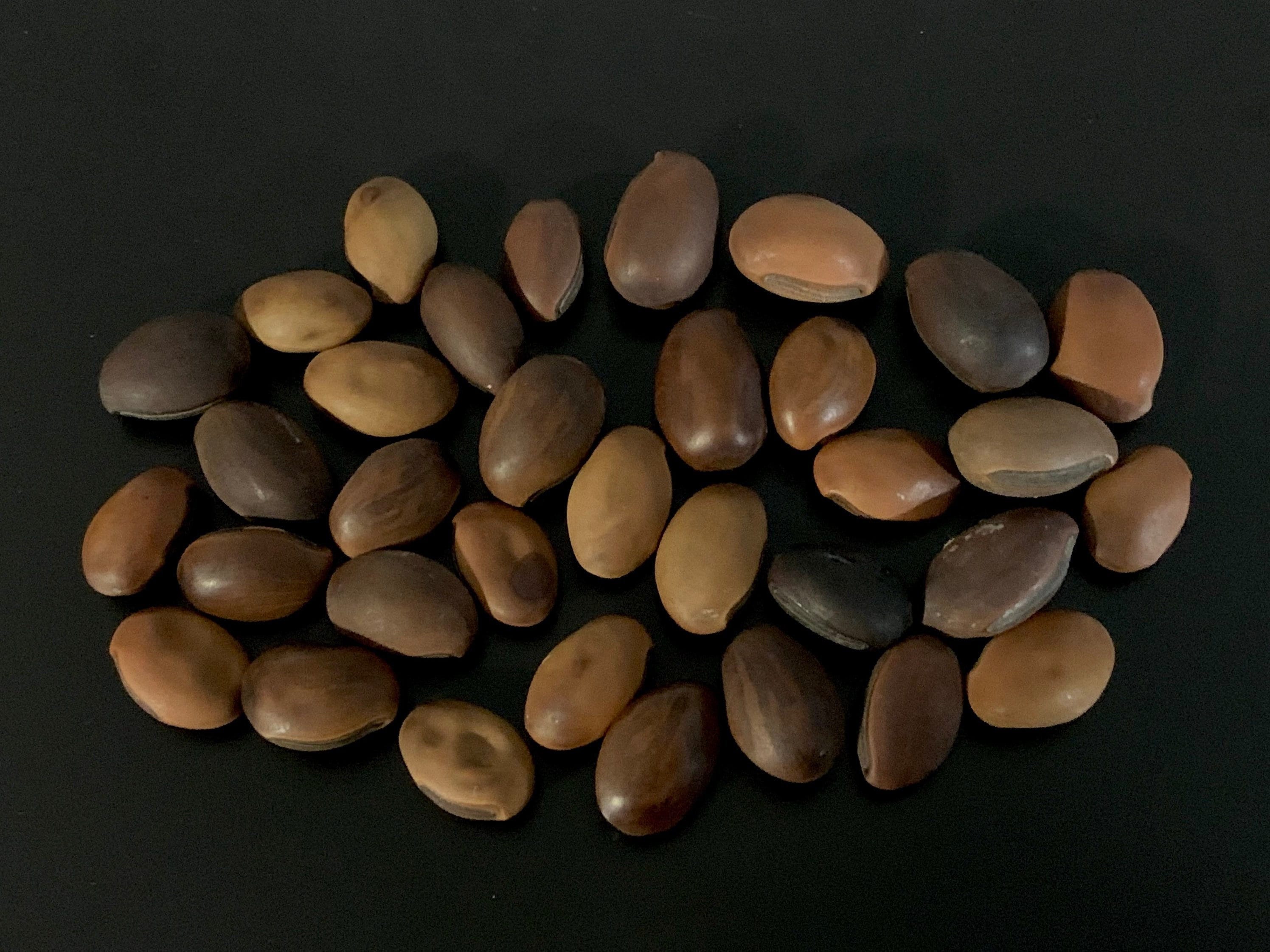 Bay Beans From Kauai Hawaii - AKA: Sea Beans, Peas, Coral Tree Seeds ...